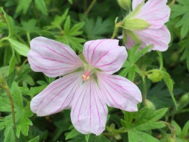 GERANIUM sanguineum 'Pink Pouffe' - Hardy Perennial Plant - ex 9cm (P9 ...