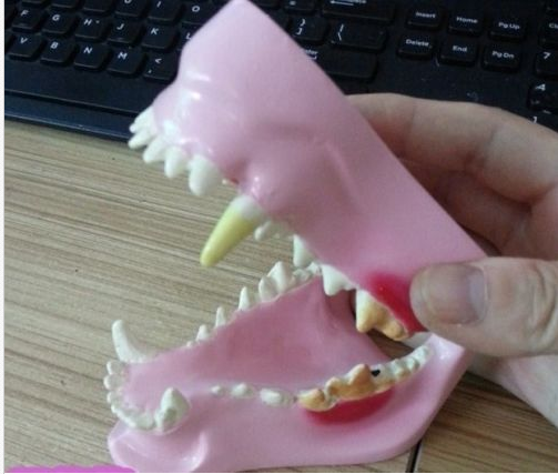 NEW Canine Jaw/Teeth Anatomical Model Veterinary Anatomy na | eBay