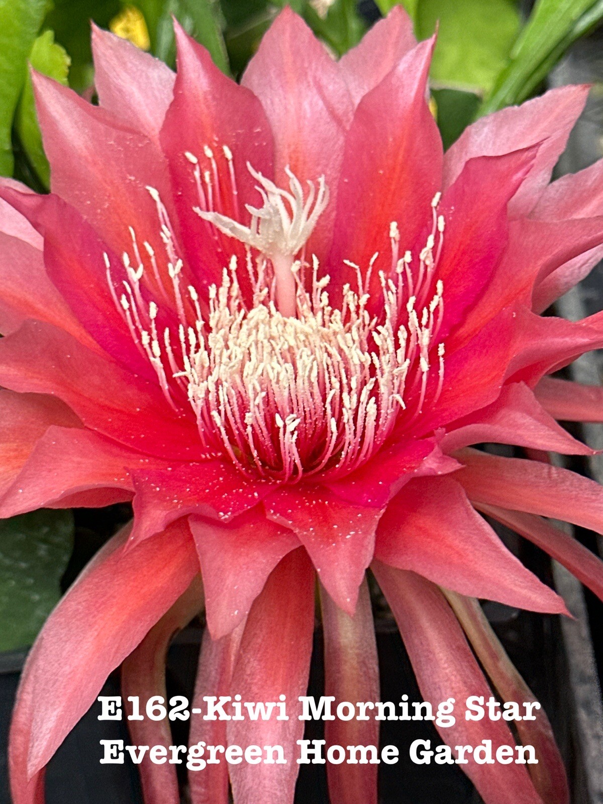 Rooted Epiphyllum Orchid Cactus “Kiwi Morning Star” Growing In 4” Starter pot. | eBay