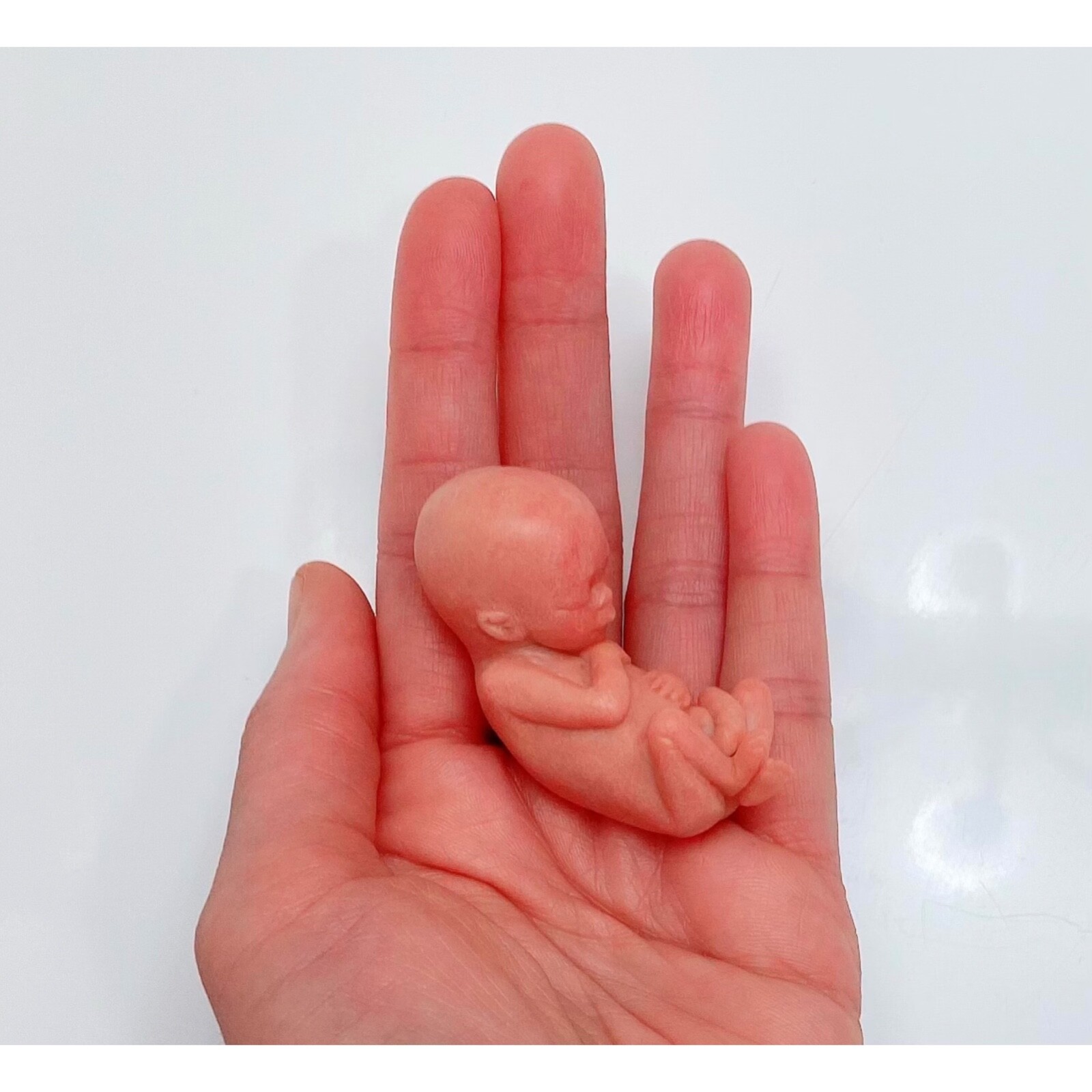 13 Weeks Baby Fetus, Stage of Fetal Development (Memorial/Miscarriage ...