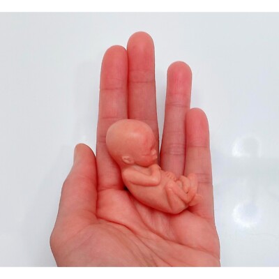13 Weeks Baby Fetus, Stage of Fetal Development (Memorial/Miscarriage ...