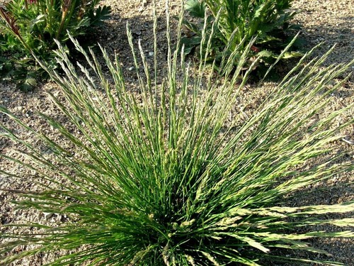 50 x NATIVE GREEN FESCUE SEEDS-NATIVE-LAWN GRASS /TURF ALTERNATIVE ...