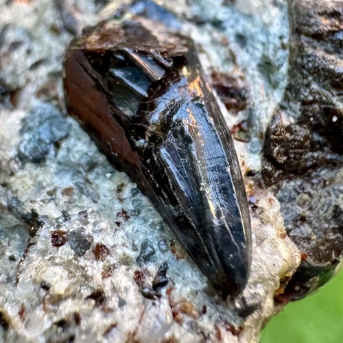 Rare Ichthyosaur Leptonectes Tooth Fossil Block Famous Fish Reptile ...