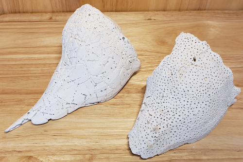 2 Large Real White Sea Shells 6–7" Lightning Whelk Coastal Beach Decor ...