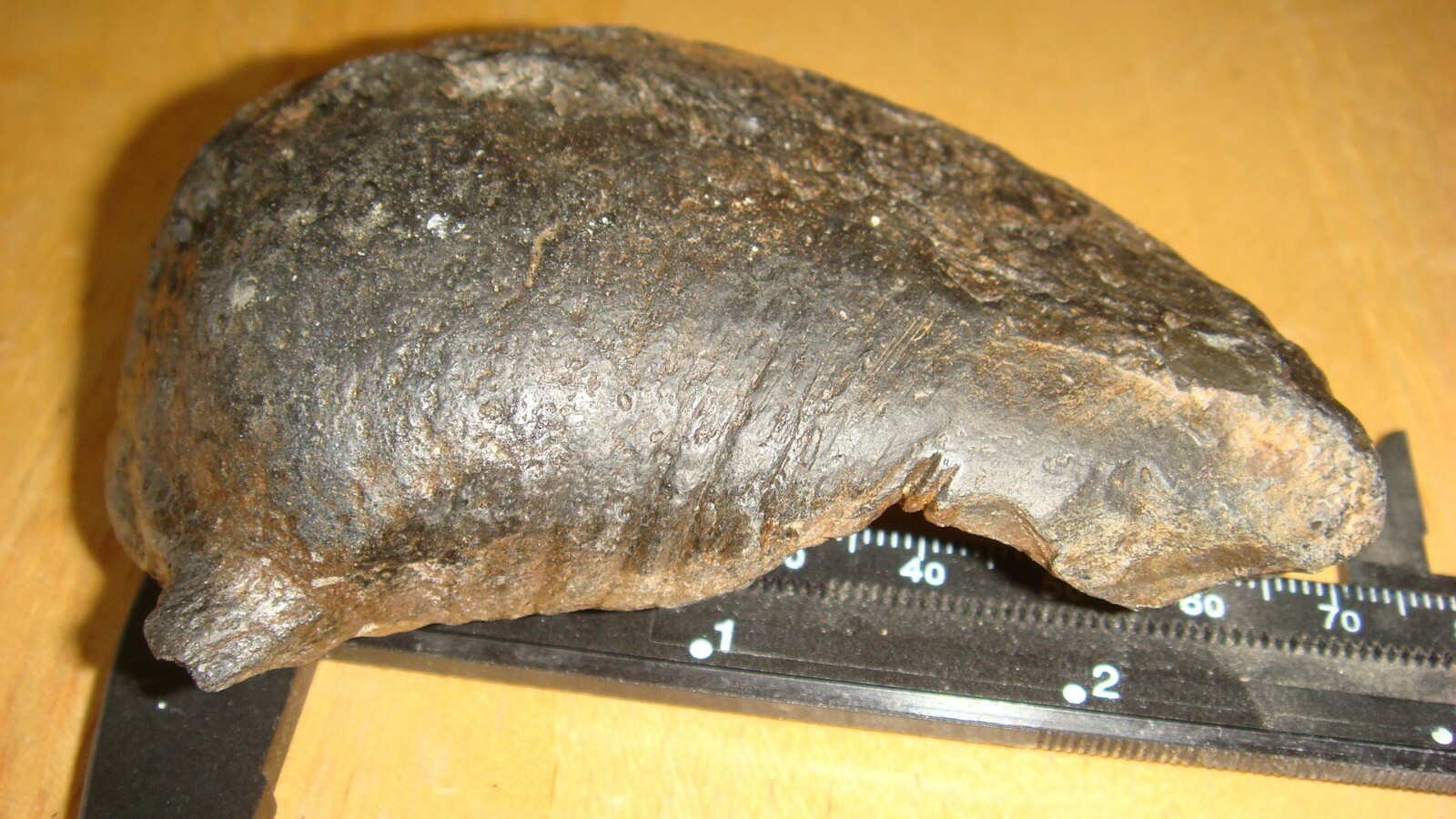 B026 Fossil Cetacean Bullae Inner Ear Bone Mammal Extinct Whale | eBay