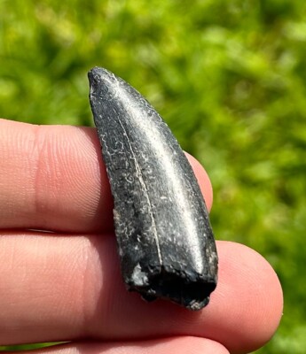 Kryptops Dinosaur Tooth Fossil 1.5" Niger Abelisaur Theropod Cretaceous ...