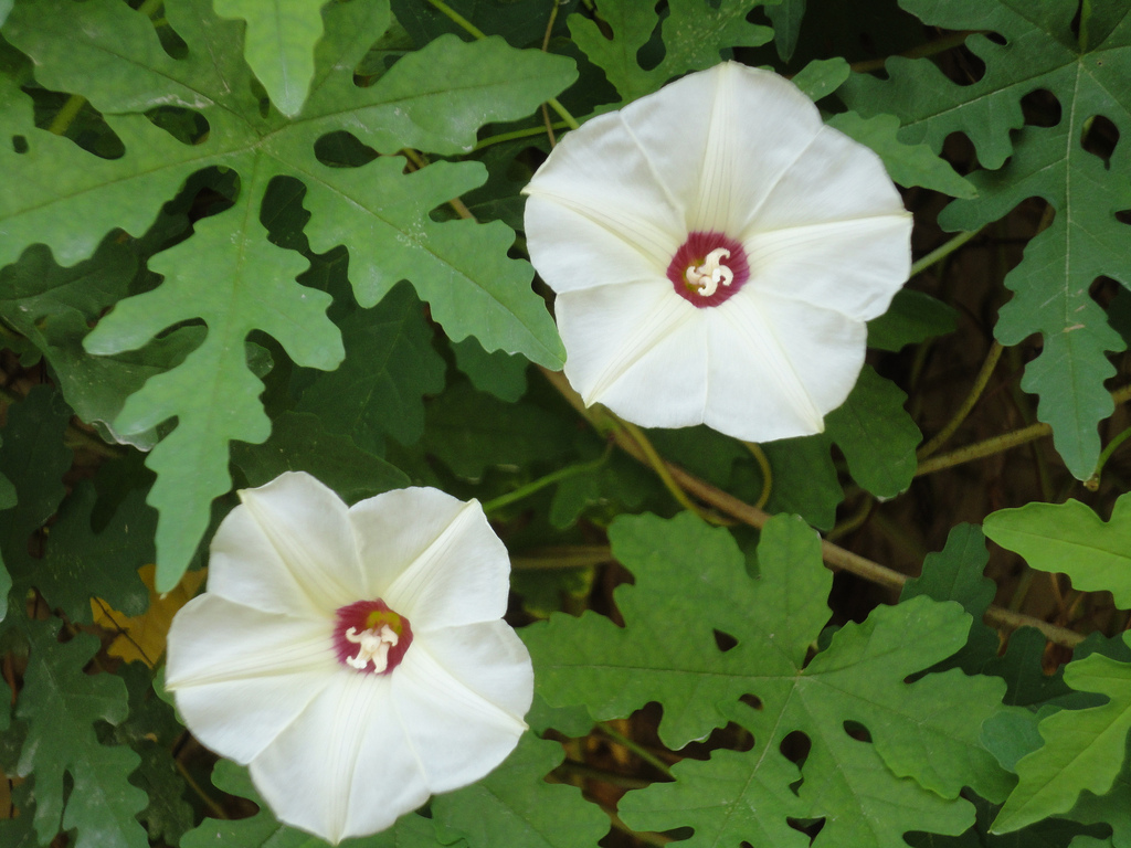Alamo Vine, Merremia Dissecta Noyau Morning Glory Ipomoea flower seed ...