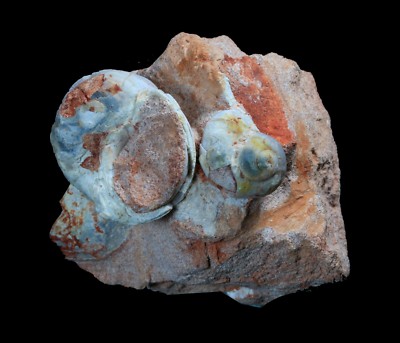 37.95 MM OPALISED GASTROPOD VIVIPARID SNAIL FOSSIL LIGHTNING RIDGE ...