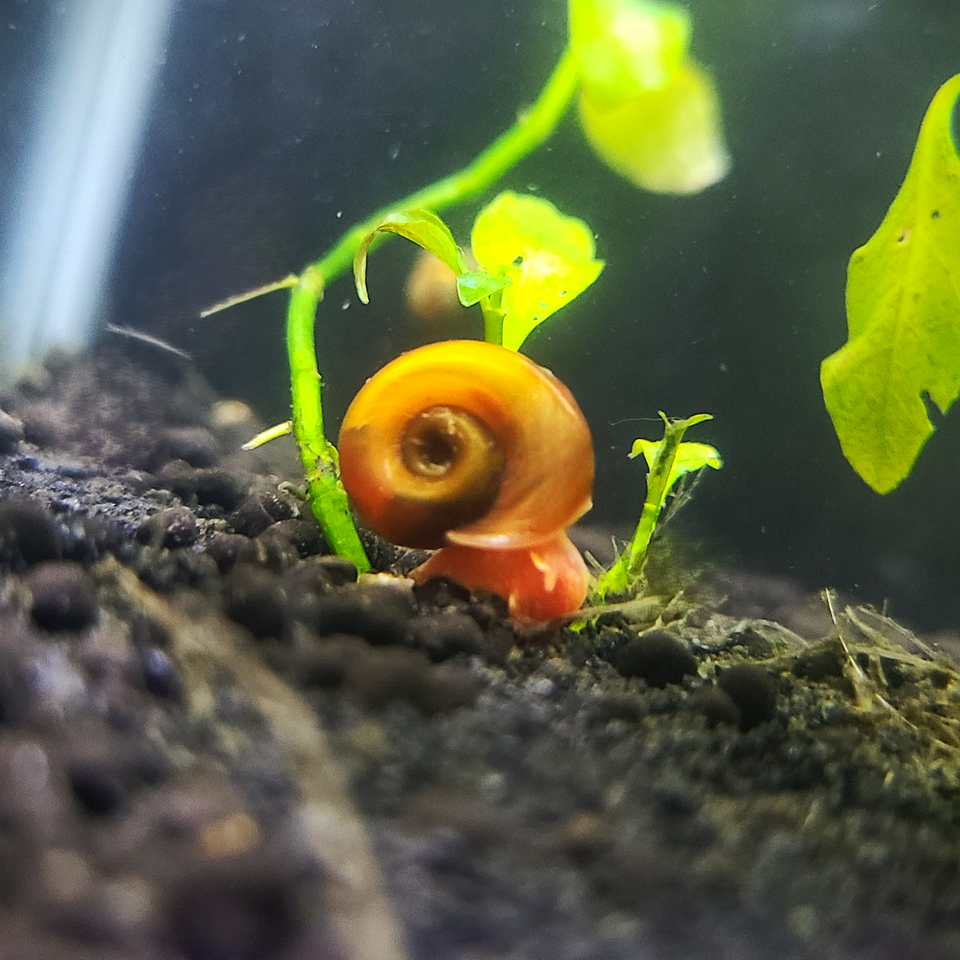 6 Gold Red Ramshorn Snails, P. Corneus, Freshwater Aquarium Snails ...
