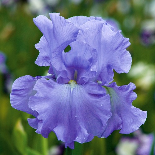 Open Ocean Bearded Iris Plant Quart Pot | Reblooming Lilac Blue Flower ...