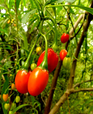 10 X RED KANGAROO APPLE SEEDS,NATIVE BUSH TUCKER,SPICE, FRUIT TREE HERB ...