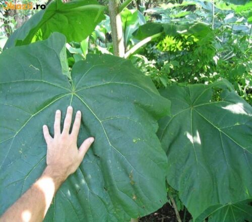 Paulownia elongata, Pink Foxglove Princess Empress Tree - 100 to 5000 ...