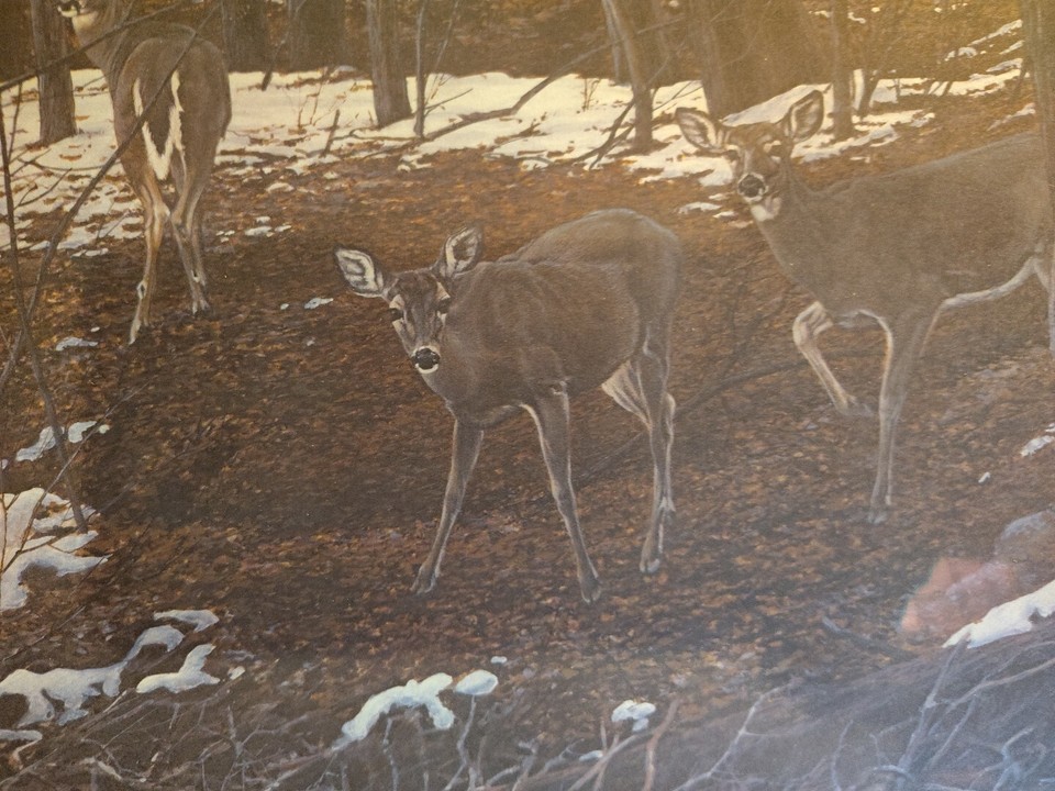 FRAMED LEE CABLE DEER CREEK COLLECTORS PRINT SIGNED NUMBERED 281/550 ...