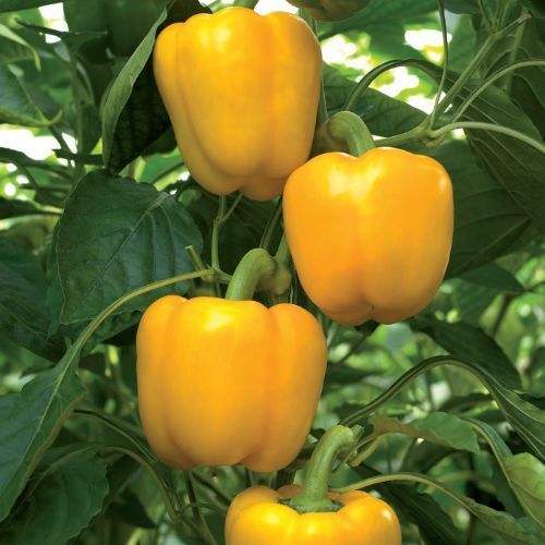 CAPSICUM SUNBRIGHT YELLOW SEEDS Vegetables Bell Pepper Golden Yellow ...