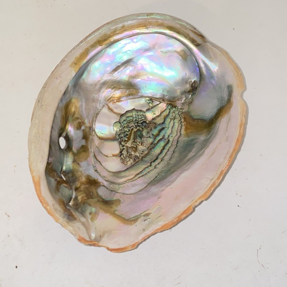 Vintage Large Iridescent Natural Red Abalone Shell | eBay