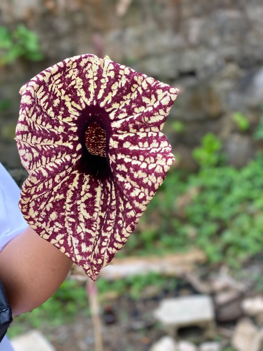 Duck Flower Detox | Best Flower Site