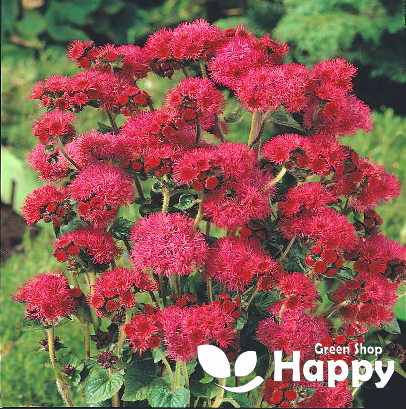FLOSS FLOWER TALL - RED FLINT - 1000 seeds - Ageratum mexicanum - Cut ...