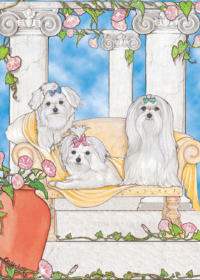 Maltese Blank Note Cards Boxed | eBay