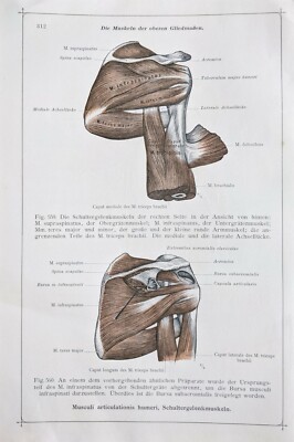1911 GERMAN ANATOMY PRINT SHOULDER ARTICULATE MUSCLES OF THE RIGHT SIDE ...