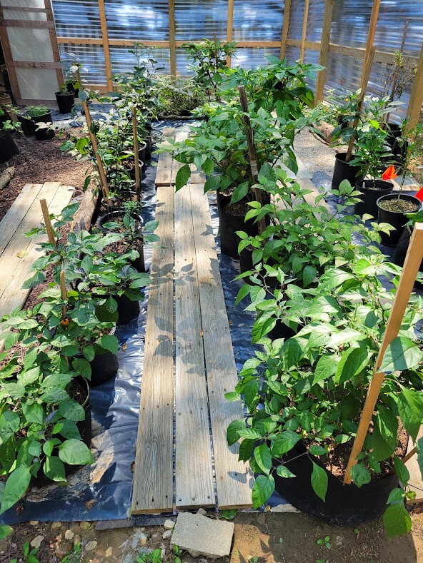 Golden Marconi Rosso Italian Sweet Pepper Seeds Unique Creek Homestead ...