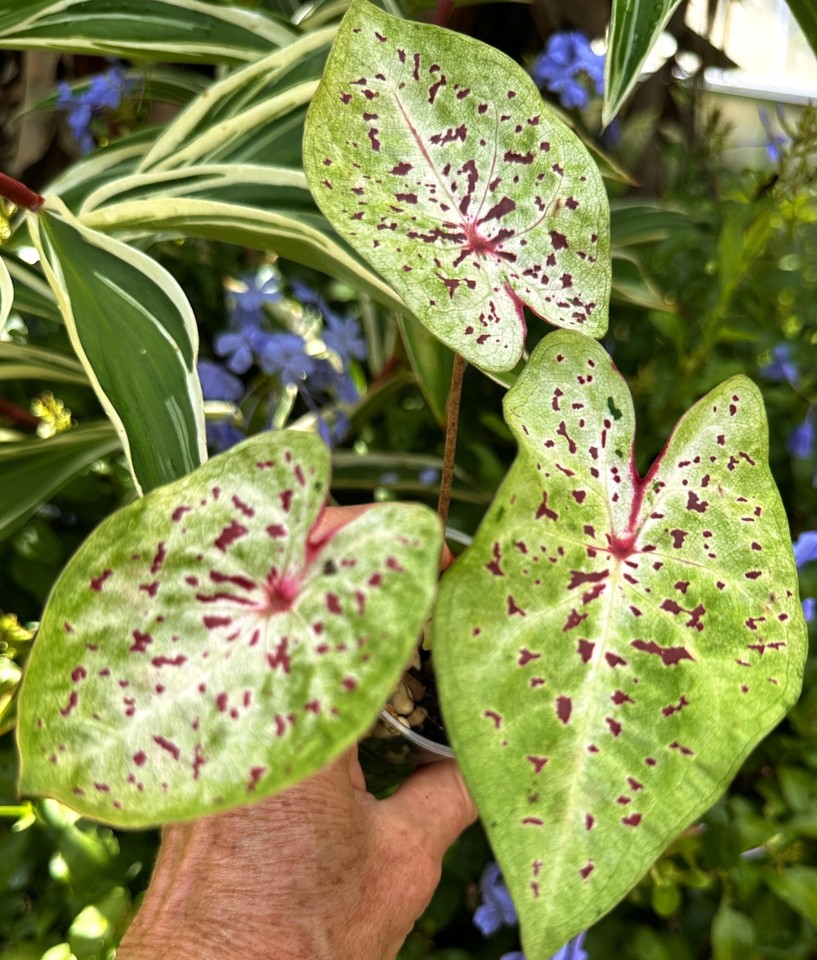 Caladium Miss Muffett - Lush New Season Variegated Plant 🦋 Colly Dolly ...