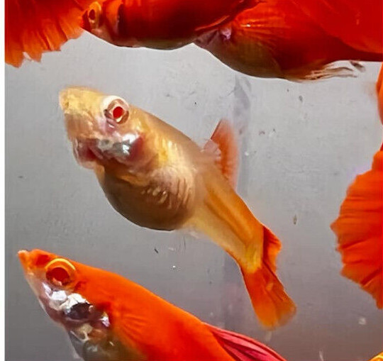 Guppy Albino Full Red BDS Halfmoon BREEDING SIZE 3 months LIVE FISH USA ...