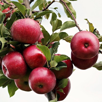 Apple Red Ellison Edible Dessert Apple Outdoor Fruit Tree Bare Root 1 ...
