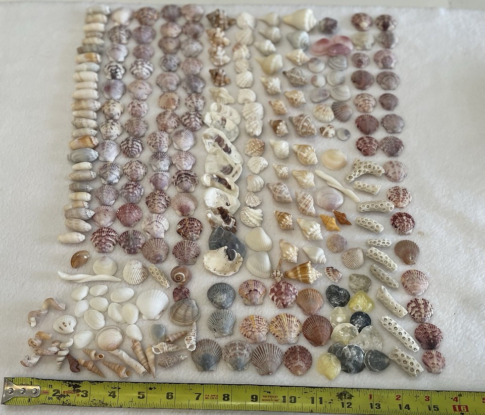 SHELLS SANIBEL MIX TYPE , COLOR, SMALLER SIZE LOT 240+ SEASHELL Crafts ...