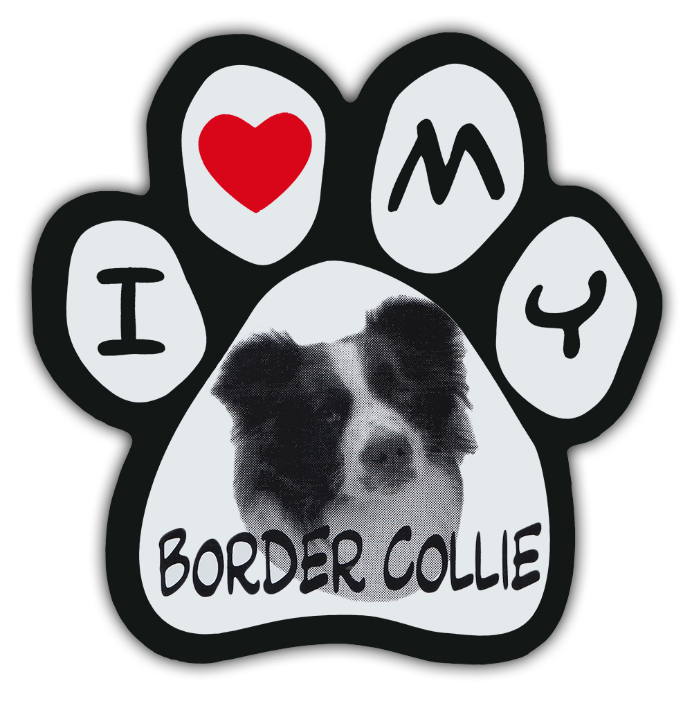 Dog Paw Border Collie