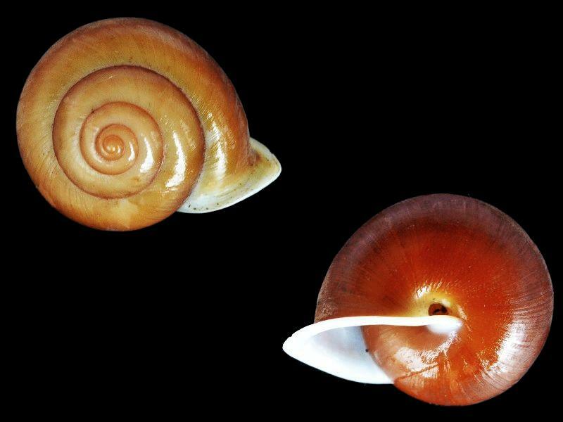 Papuina aurora - Shells from all over the World NEW!!! | eBay