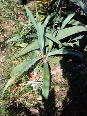 mature 3ft Blue Agave Americana Century Plant Maguey Xeriscape | eBay