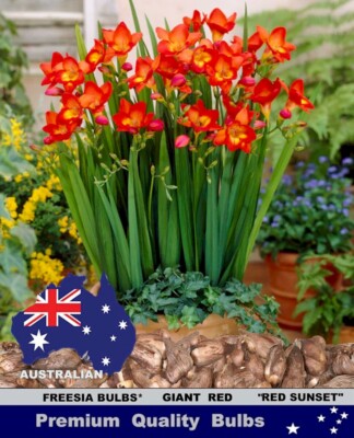 FREESIA BULBS* GIANT CUT FLOWER - RED SUNSET- 25x BULBS | eBay Australia