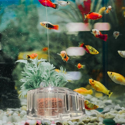 Pest Catch Box Fish Tank Cleaning Tool Snail Removal Device Snail Trap ...