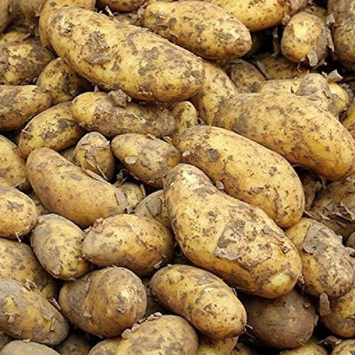 Seed Potatoes 70+ Varieties - Scottish Basic Seed Potatoes X20 Tubers ...