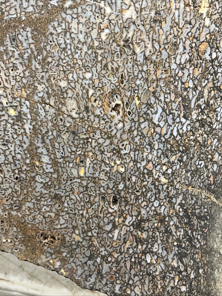 Beautiful Dinosaur Gem Bone Chunk, Late Jurassic Period 1 Lb 10 Ozs | eBay