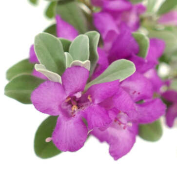 Leucophyllum frutescens - Texas Sage | Barometer Bush | eBay