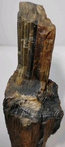 Arizona Petrified Wood Fossil Bark Quality Collector's Specimen Rough 2 ...
