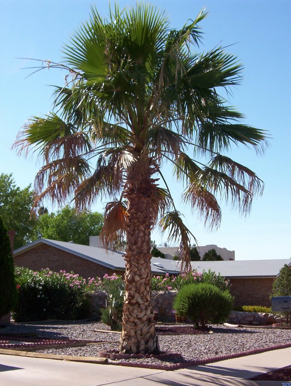 Mexican Fan Palm, Washingtonia robusta, Seeds (Easy, Fast, Edible ...