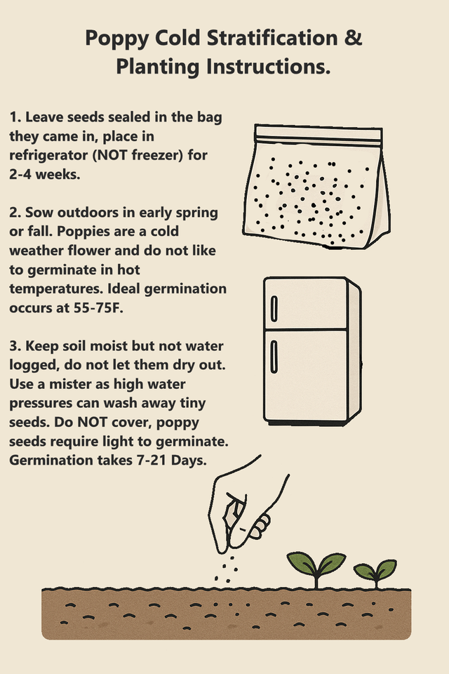 1000 Giant Rattle Poppy Seeds - P. Somniferum - Massive Seed Heads&Huge ...