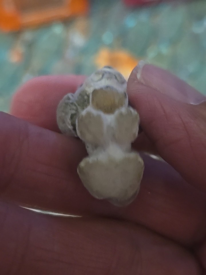 Puppy In My Pocket? Jungle In My Pocket? Pony In My Pocket? Jewelry ...