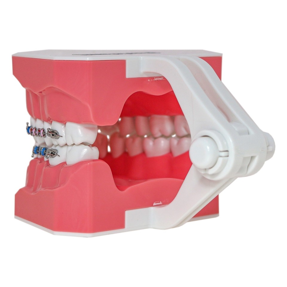 Newly upgrade Dental Ortho Typodont Demo Study Teeth Model with ...
