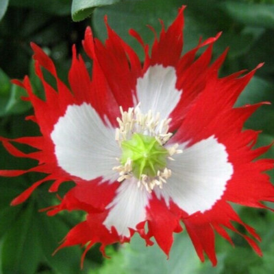 DANISH FLAG POPPY SEEDS 500+ RED white ANNUAL flower GARDEN FREE ...