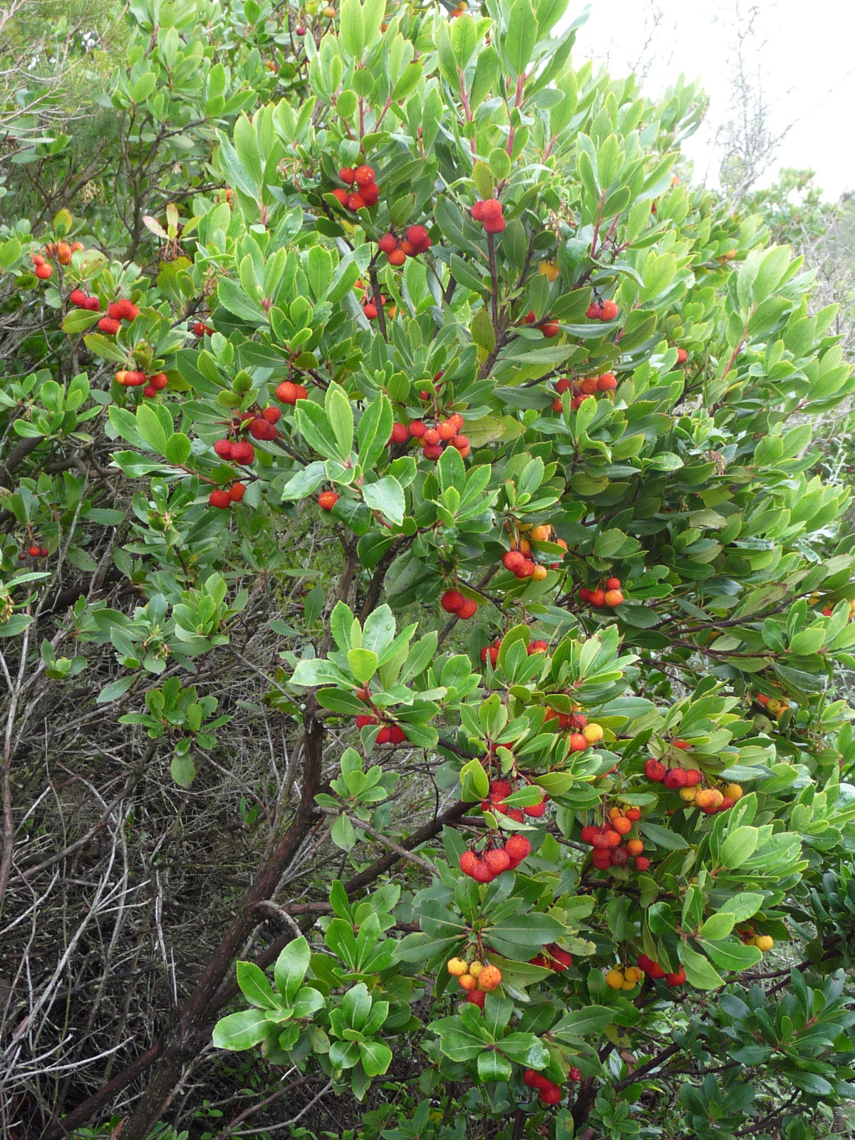 25 STRAWBERRY TREE Edible Red Berry Tree Arbutus Unedo Seeds Irish ...
