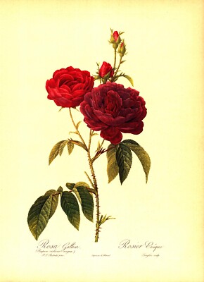 "ROSA GALLICA (PURPURO VIOLACEA MAGNA), ROSIER EVEQUE" Antique Rose ...