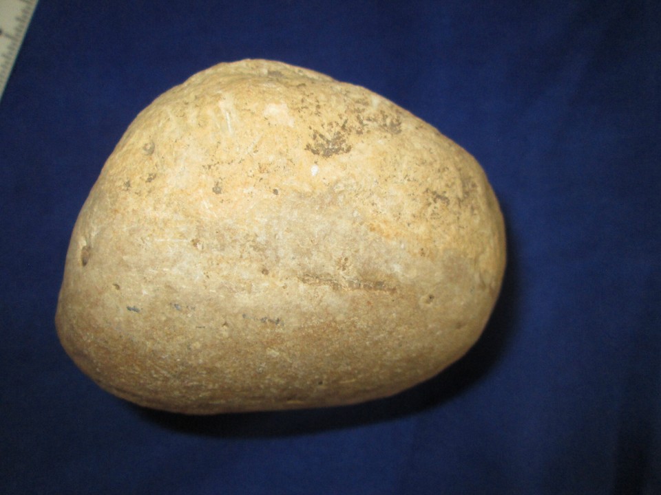 LAKE WACO 1980 Texas Fossil Echinoid Holaster Simplex Cretaceous Age 2 ...