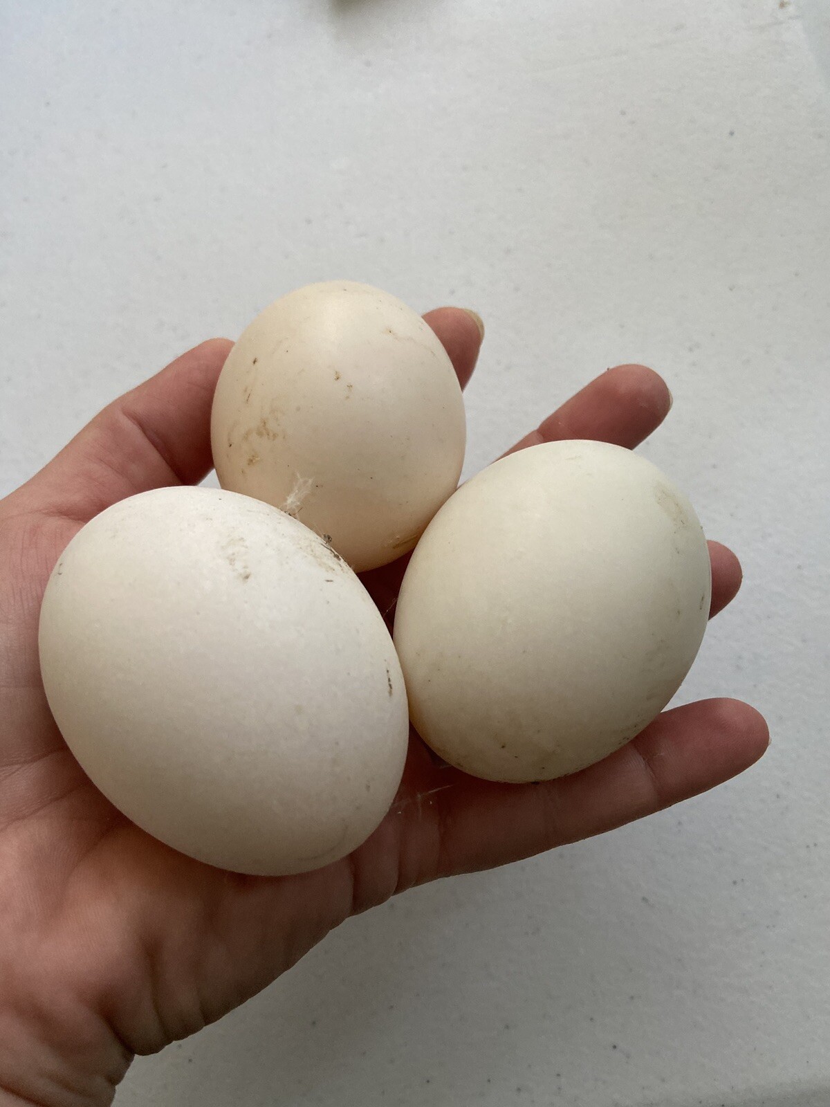 3 Fertile Duck Hatching Eggs Barnyard Mix | eBay