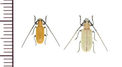 Cerambycidae:Penthides flavus multipubens pair A1, unmounted,Japan ...