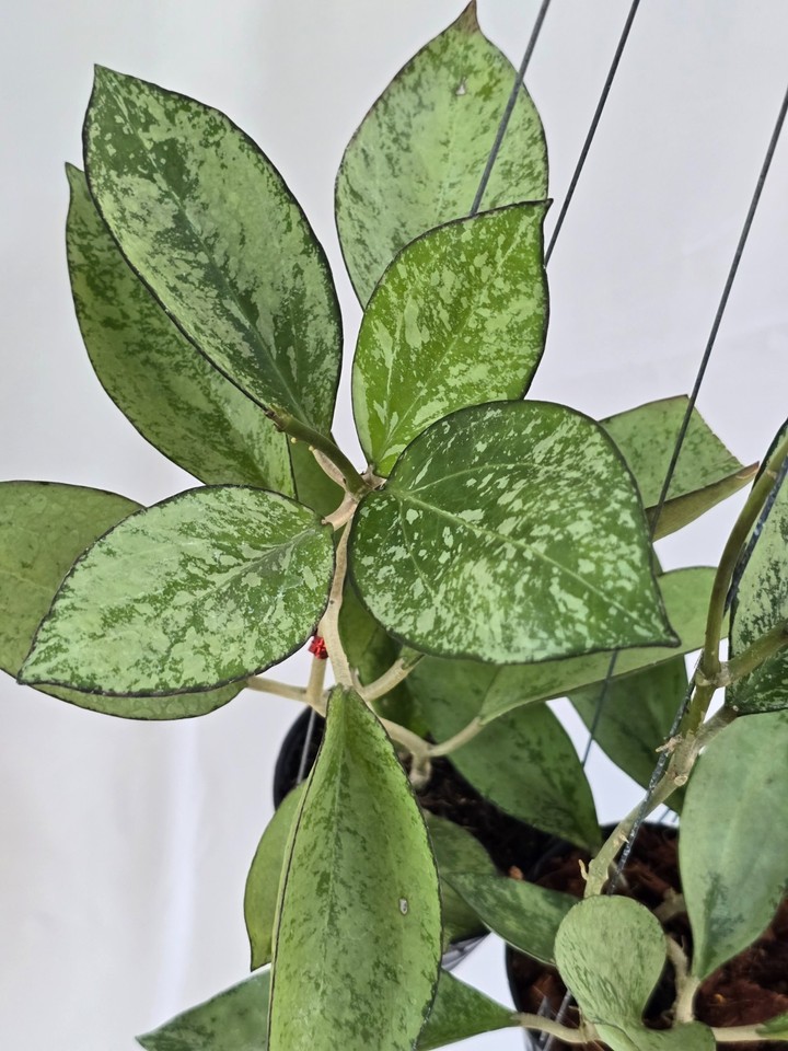 Hoya icensis silver splash [2n16j016] 2 pots, 2 plants, 10-12 inches ...