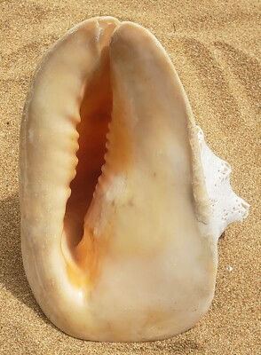 Shell Horn. Huge Queen Helmet Conch Shell Hawaiian Luau Horn 9" high 7 ...