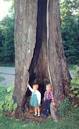 Little Switzerland North Carolina The Big Lynn Tree Linden Tree ...